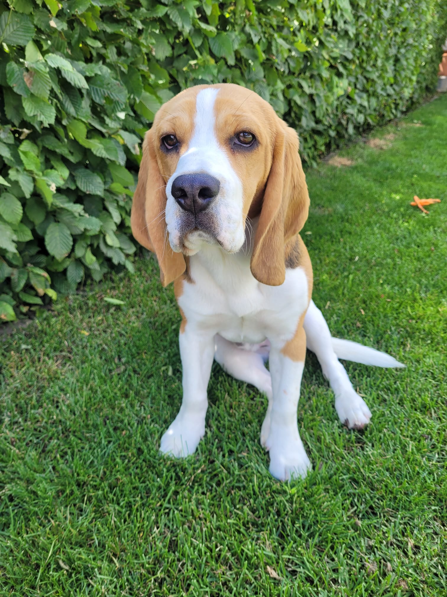 Zucht-Vigo – QUIRIN von der Geierswacht & Viva VIGO vom Sturmgeläut